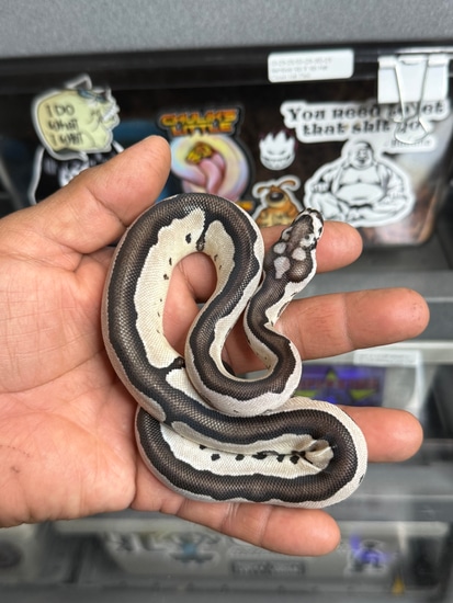 Blade Clown Axanthic Vpi (POS Super Blade) Ball Python by Chulix’s ...