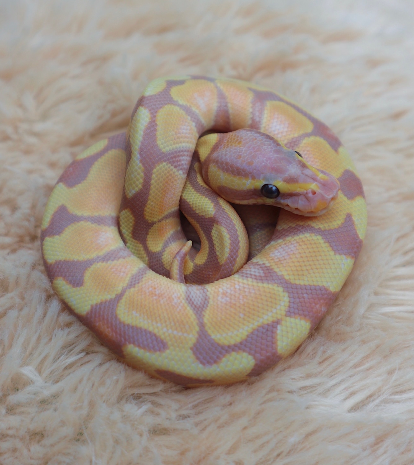Banana Enchi Ball Python by Jungle Fetish - MorphMarket