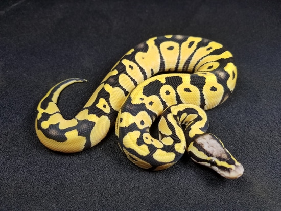 Pastel Desert Ghost Possible Chocolate Ball Python by Chung Reptiles