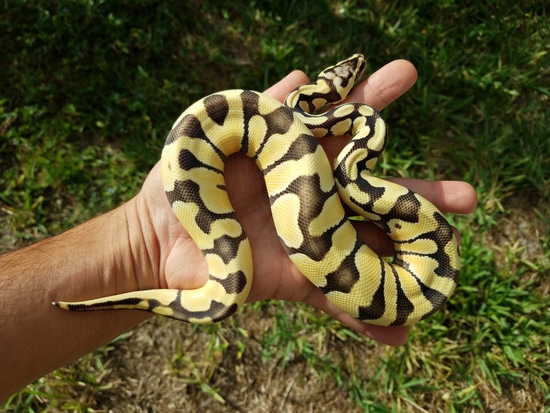 Pastel Enchi Desert Ghost Possible Chocolate Possible Het OG Hypo ...