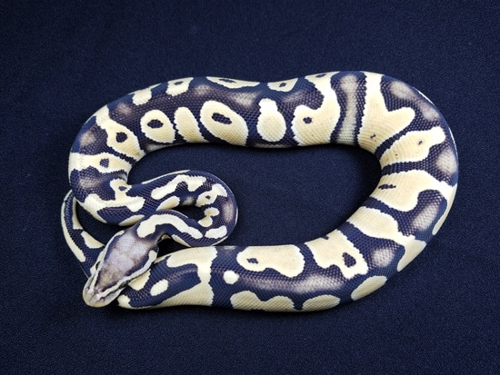 Pastel Desert Ghost Possible Chocolate Ball Python by Chung Reptiles