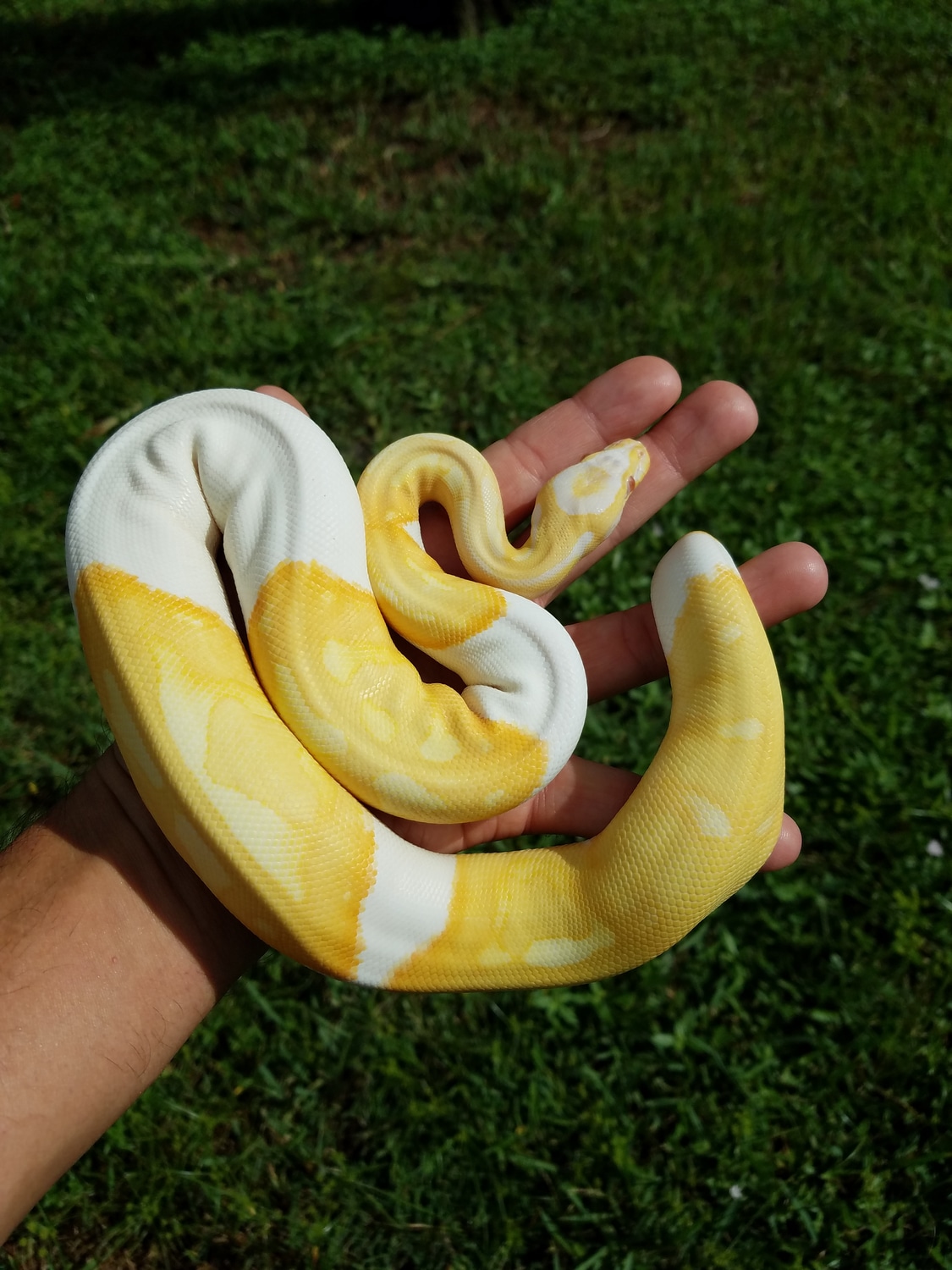 Albino Pied Ball Python by Chung Reptiles - MorphMarket