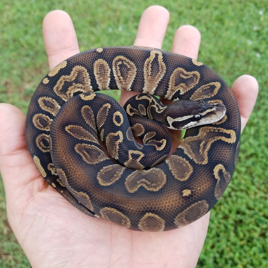 GHI HRA Ball Python by Chung Reptiles
