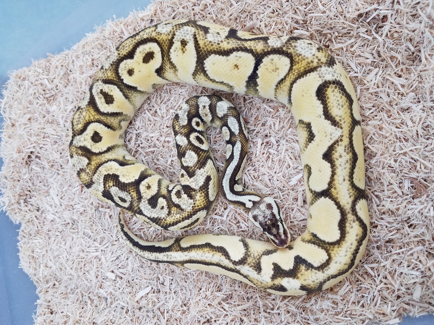 Enchi Yellow Belly Pastel Ball Python by Chung Reptiles - MorphMarket