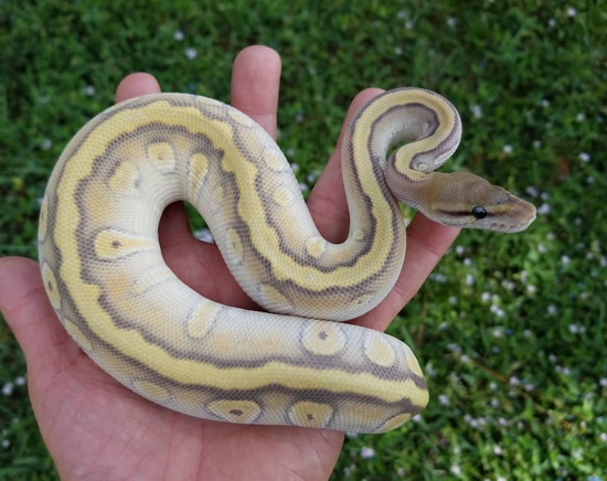 Mojave Fire Orange Ghost Hidden Gene Woma Possible Yellow Belly Ball ...