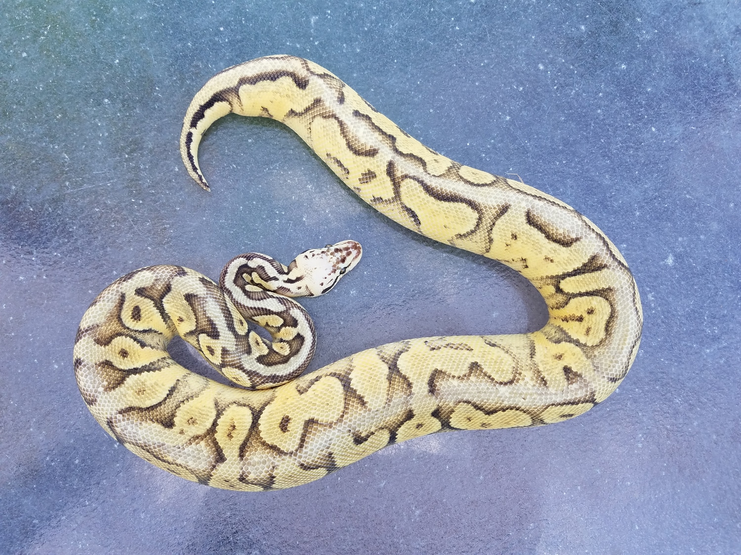 Super Pastel Yellow Belly Vanilla Ball Python by Chung Reptiles ...