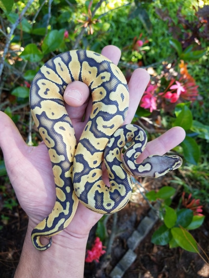 Orange Ghost Yellow Belly Pastel Ball Python by Chung Reptiles