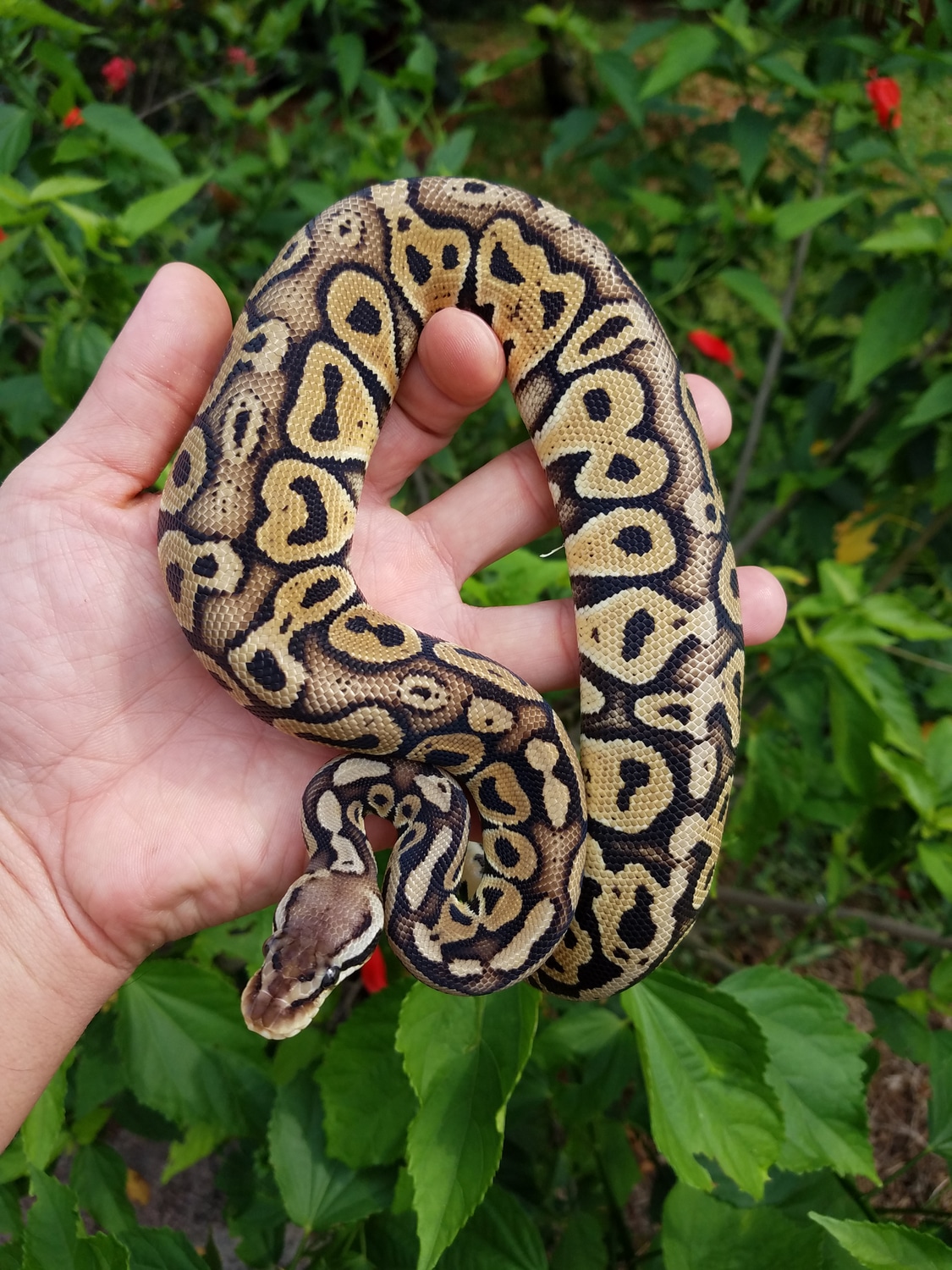 Pastel Het Red Axanthic Het Orange Ghost Ball Python by Chung Reptiles ...