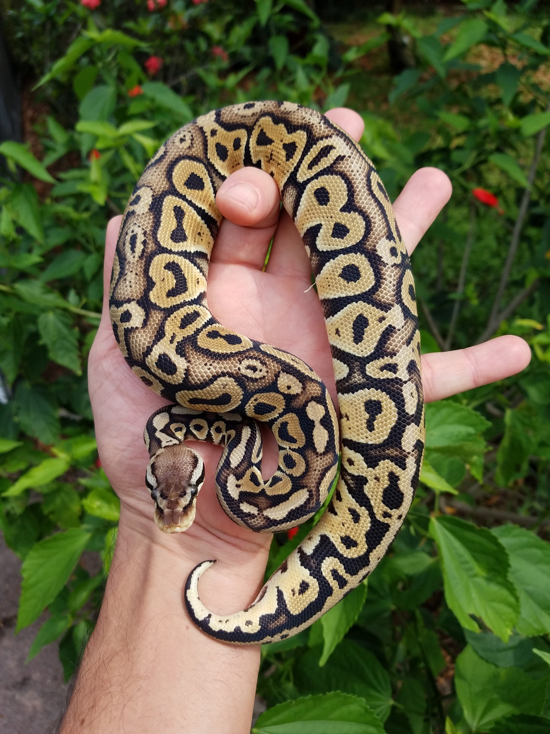 Pastel Het Red Axanthic Het Orange Ghost Ball Python by Chung Reptiles ...