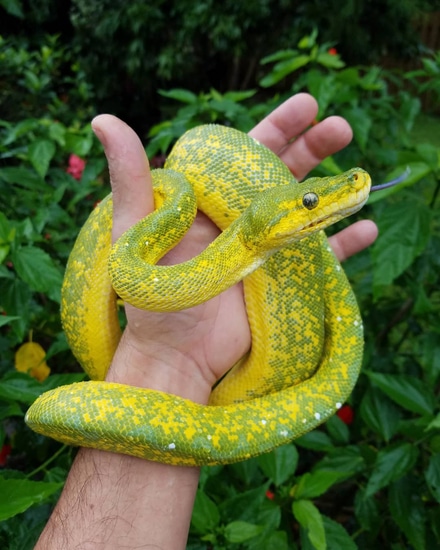 High Yellow Green Tree Python by Chung Reptiles