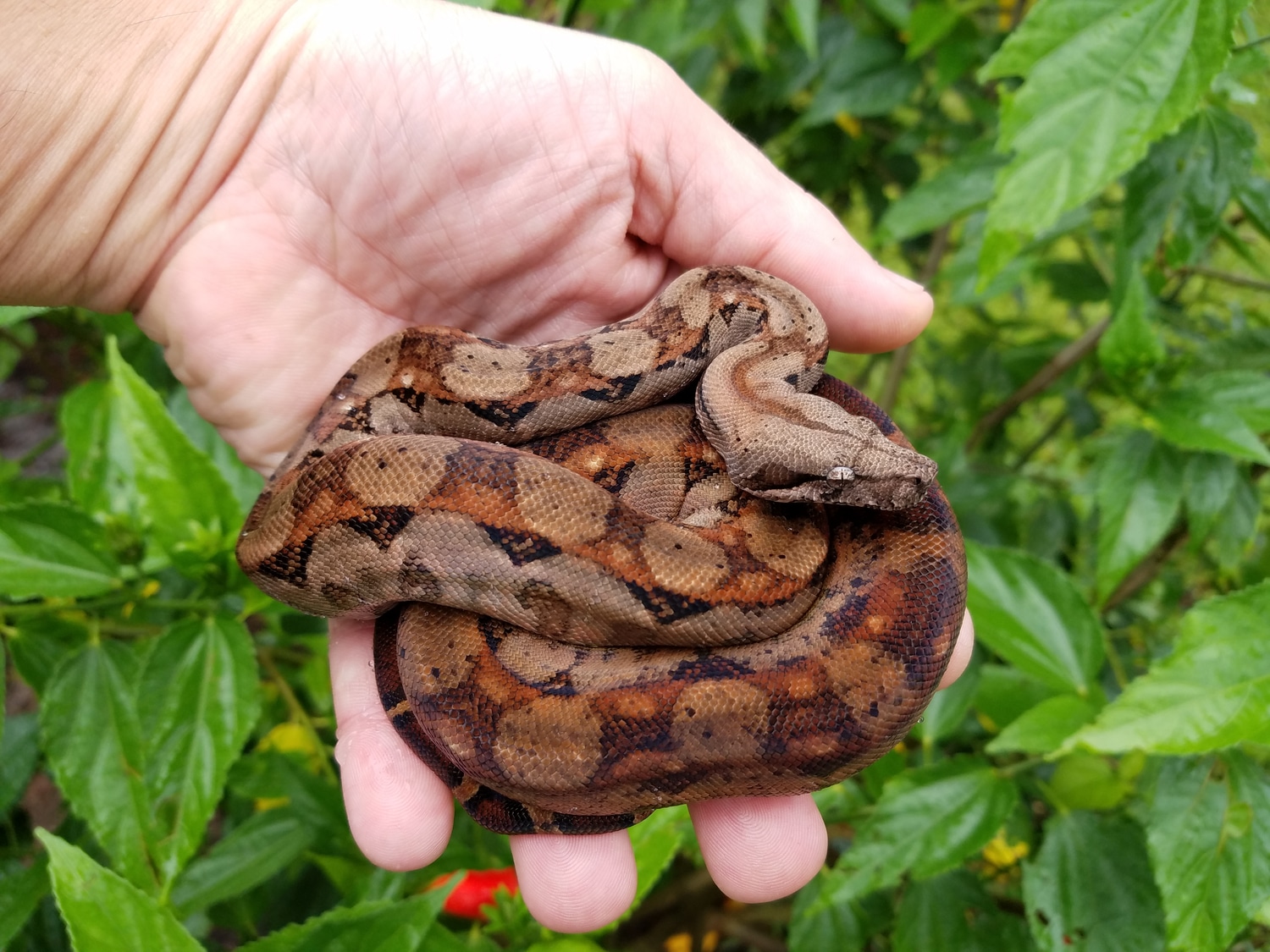 Central American Het Blood Boa Constrictor by Chung Reptiles - MorphMarket