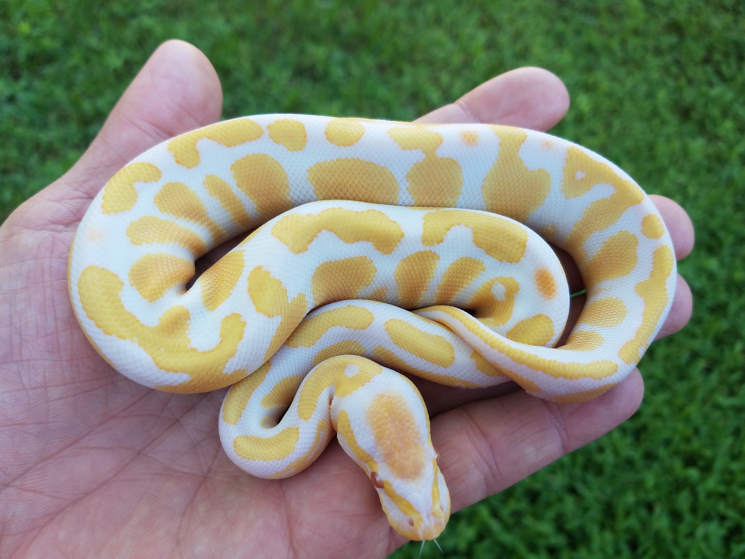 Candino Possible Het Piebald Ball Python by Chung Reptiles - MorphMarket