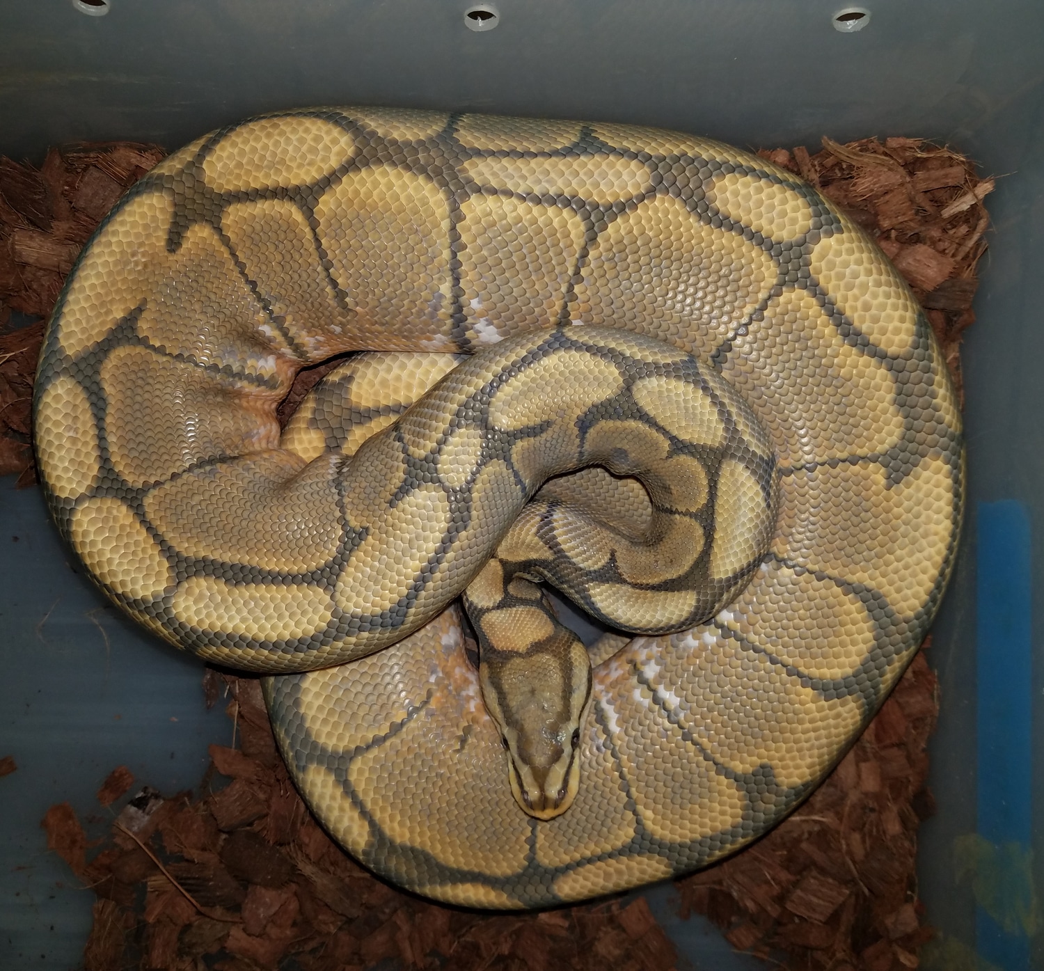 Honey Bee Ball Python by Chung Reptiles - MorphMarket
