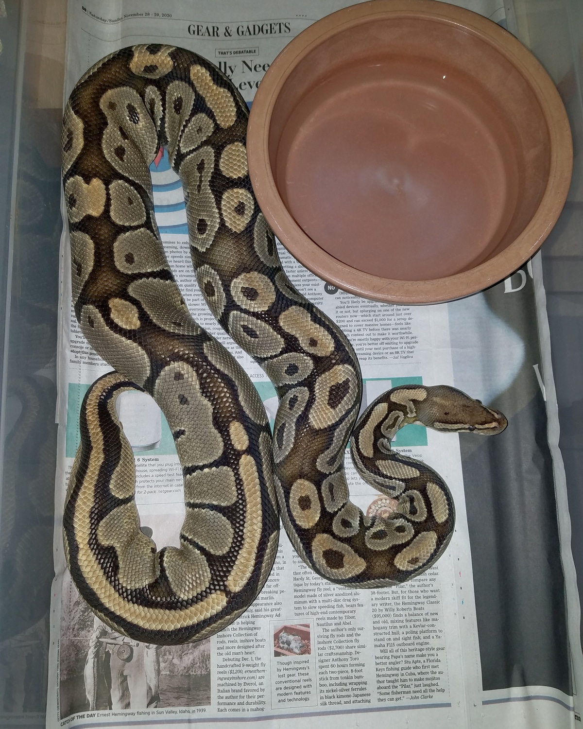 Butterscotch Ghost Ball Python by Chung Reptiles - MorphMarket