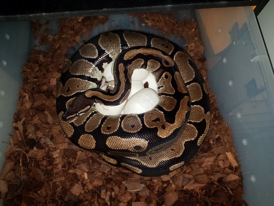Dinker Ball Python by Chung Reptiles