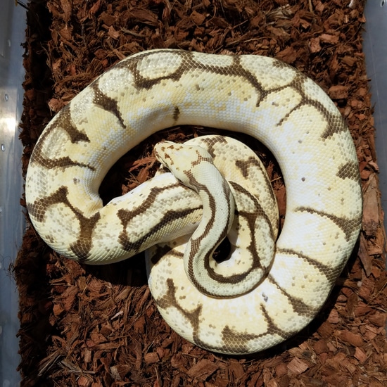 Fire Bee Ball Python by Chung Reptiles