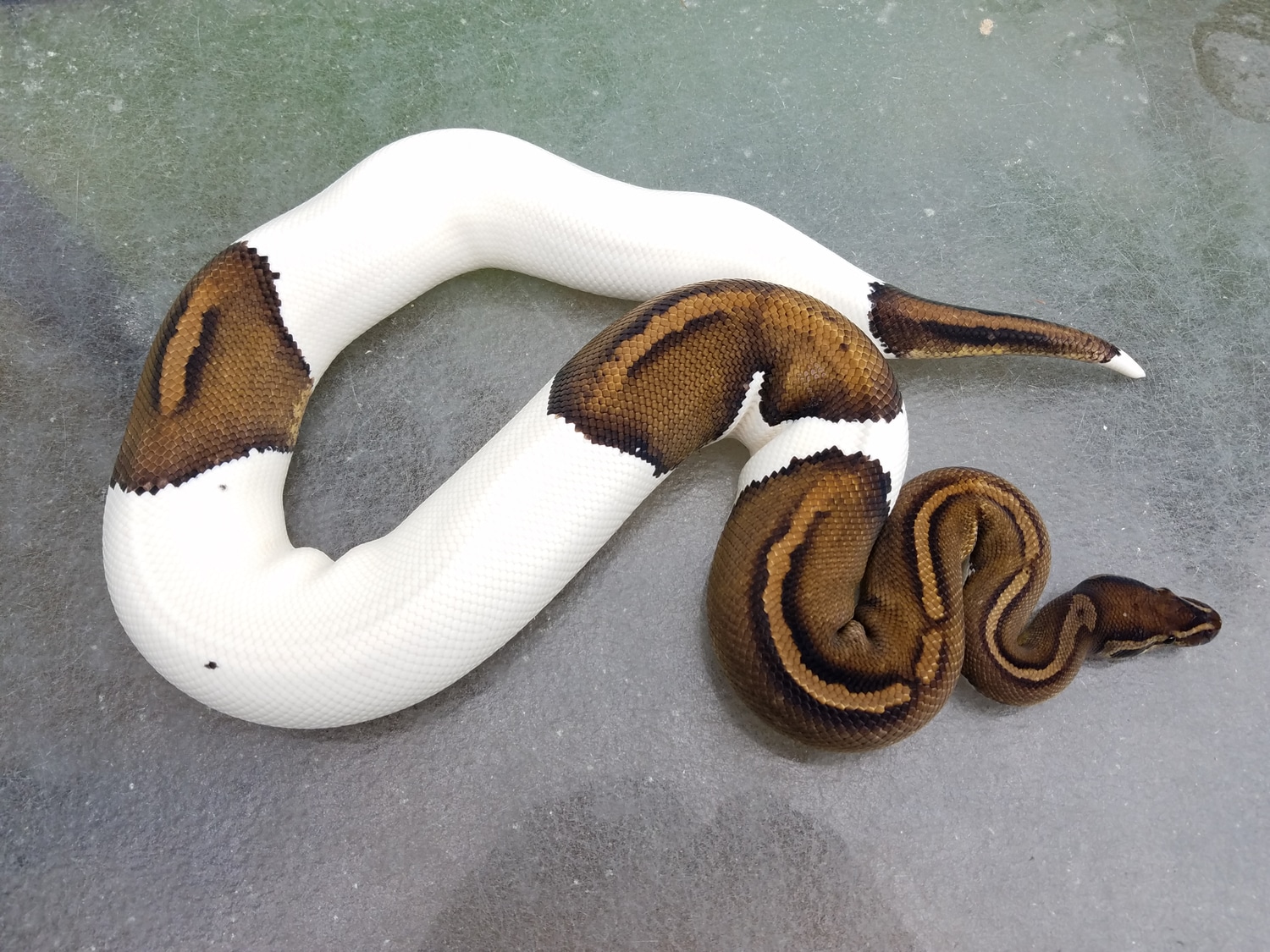 Black Pastel Pied Ball Python by Chung Reptiles - MorphMarket
