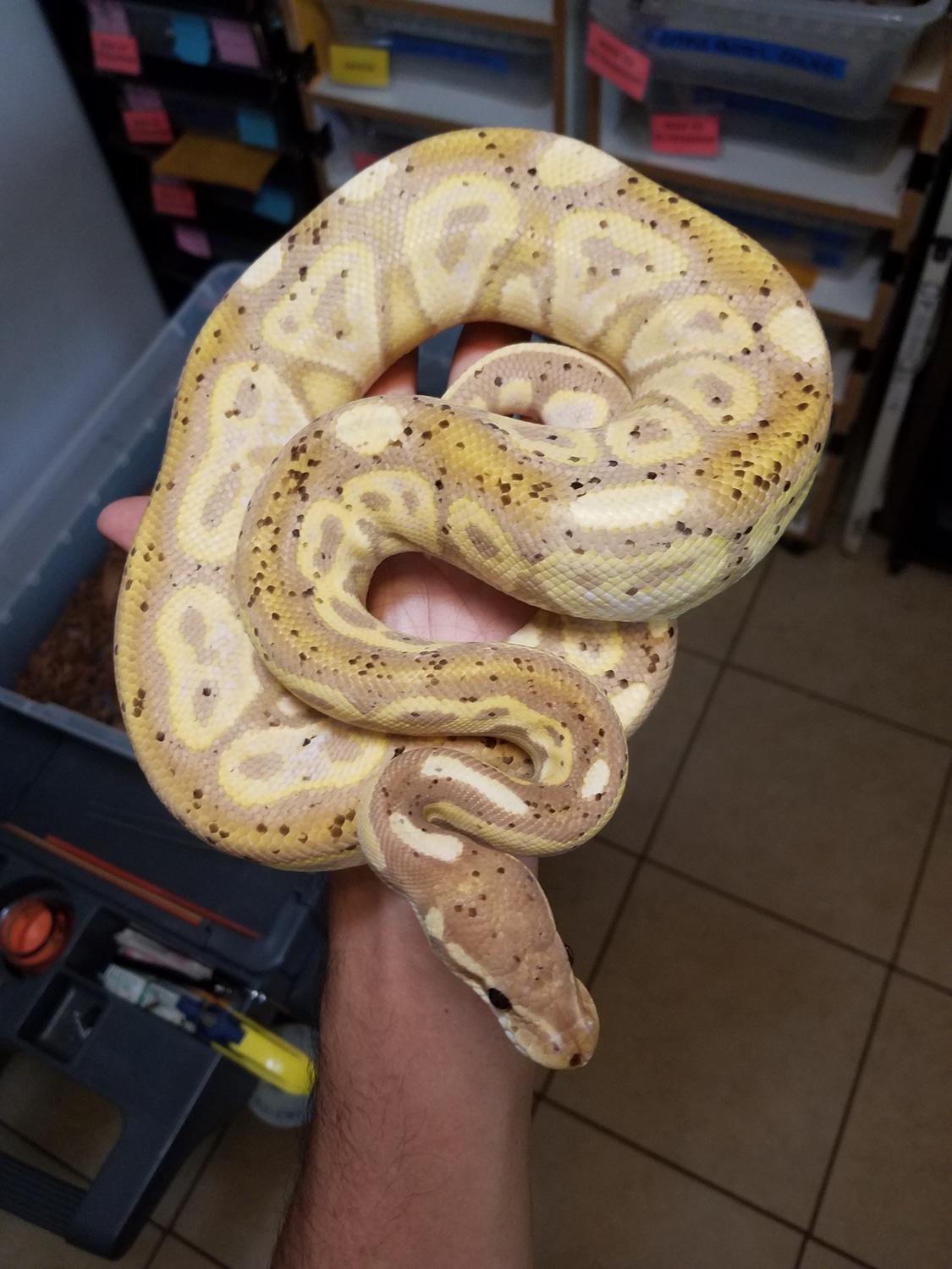 Coral Glow Cinnamon Ball Python by Chung Reptiles - MorphMarket