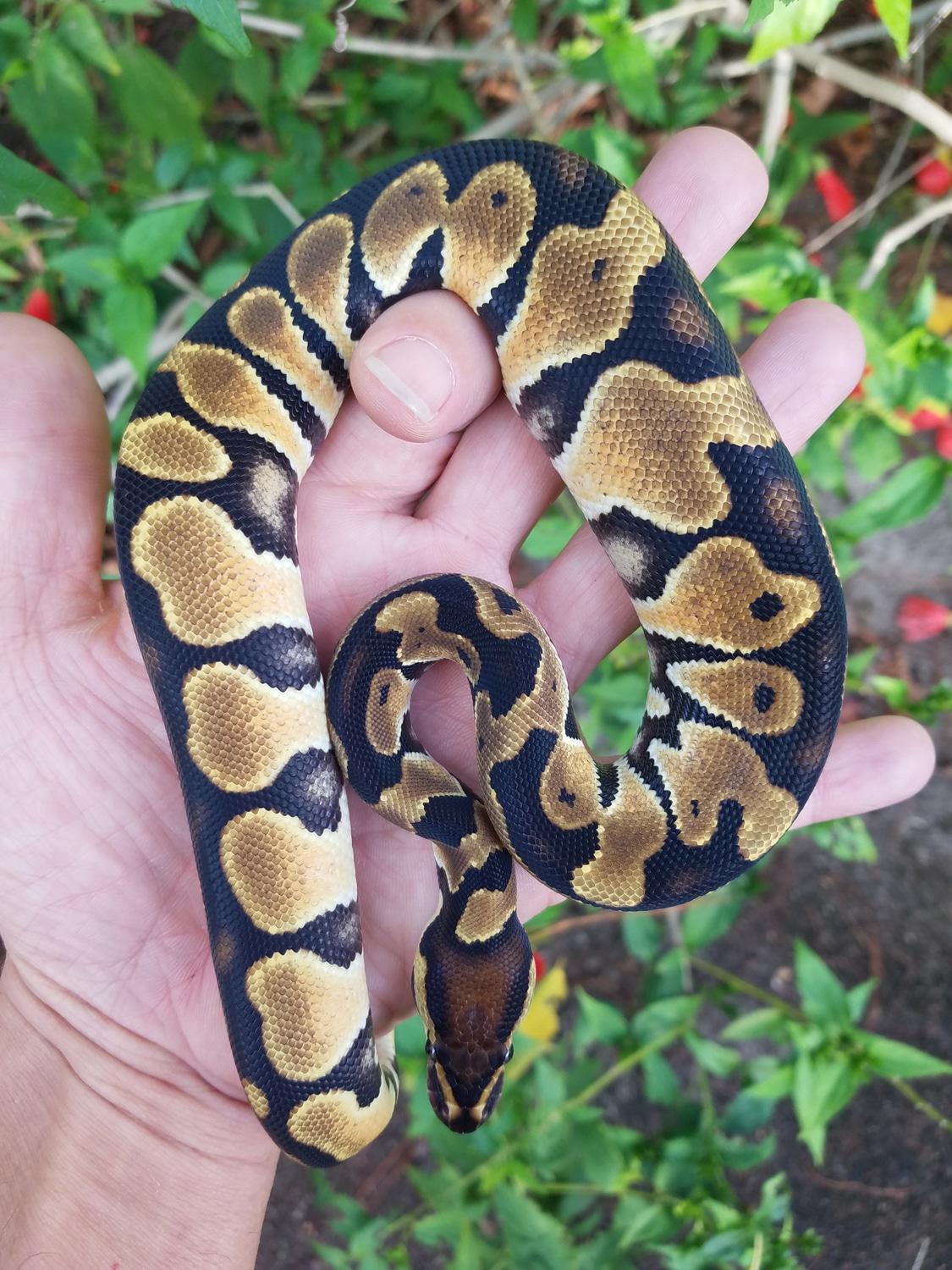 Orange Dream Het Albino Ball Python by Chung Reptiles - MorphMarket