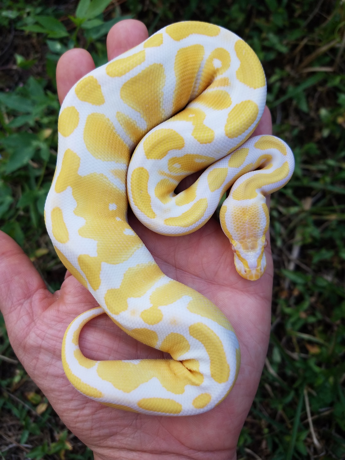 Albino Het Pied Possible Orange Dream Ball Python by Chung Reptiles ...