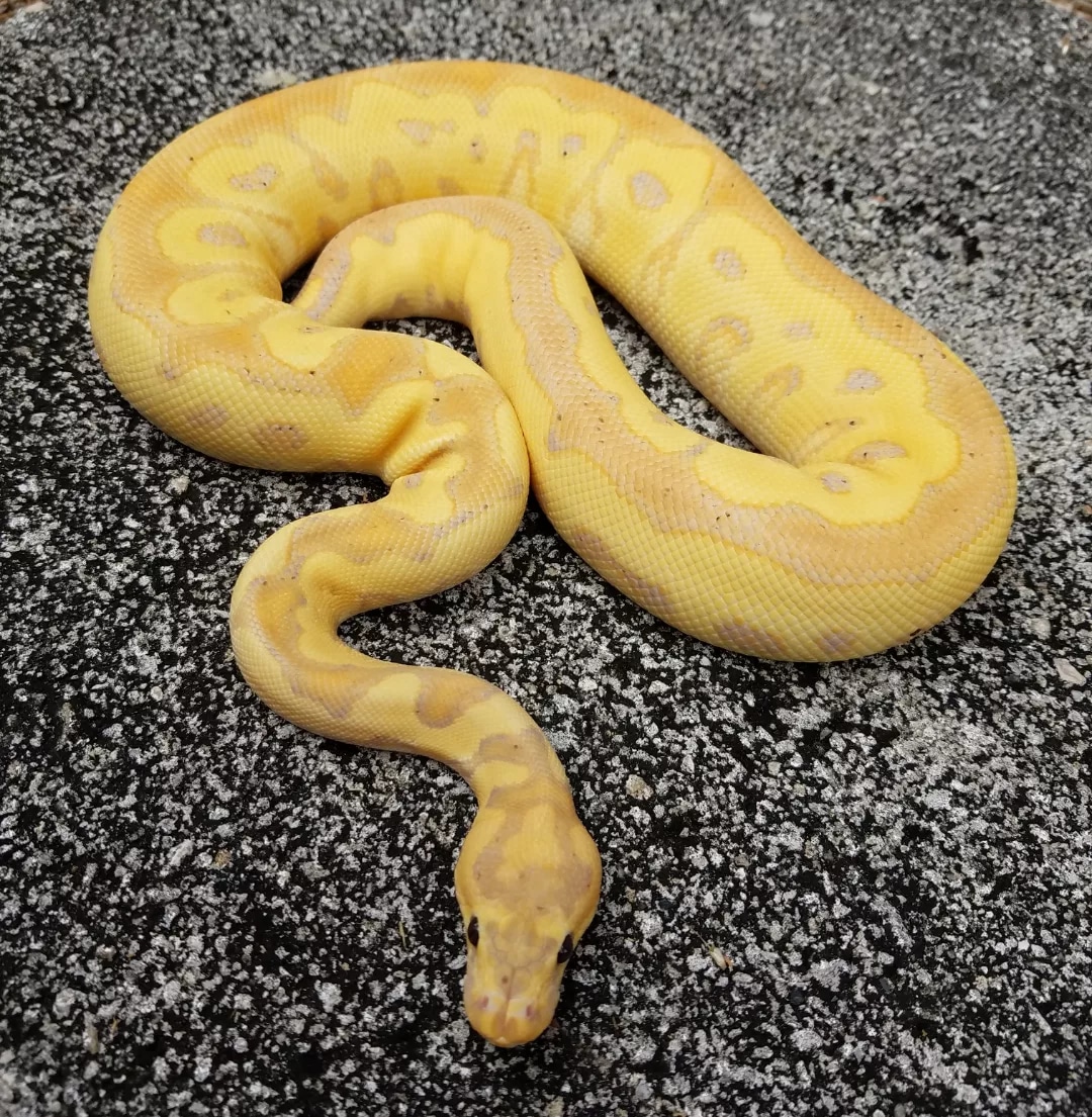Banana Clown Ball Python by Chung Reptiles - MorphMarket