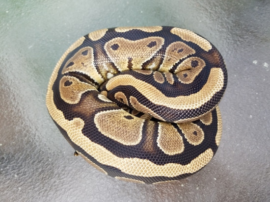 Dinker Ball Python by Chung Reptiles