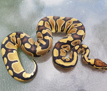 Pastel Het Red Axanthic Het Orange Ghost Ball Python by Chung Reptiles ...