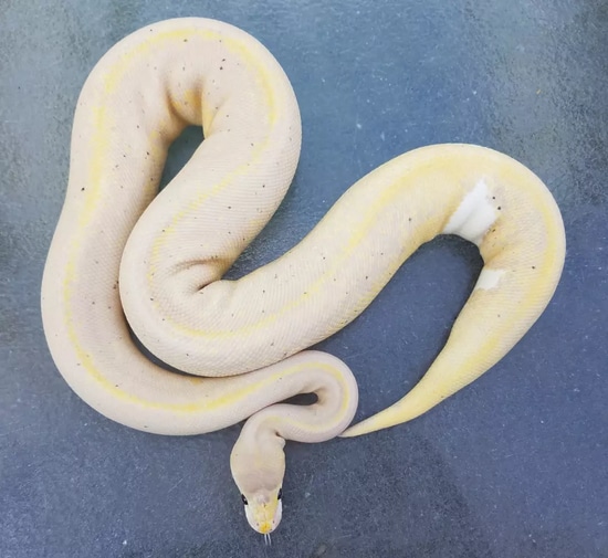 Cinnamon Champagne Coral Glow Ball Python by Chung Reptiles