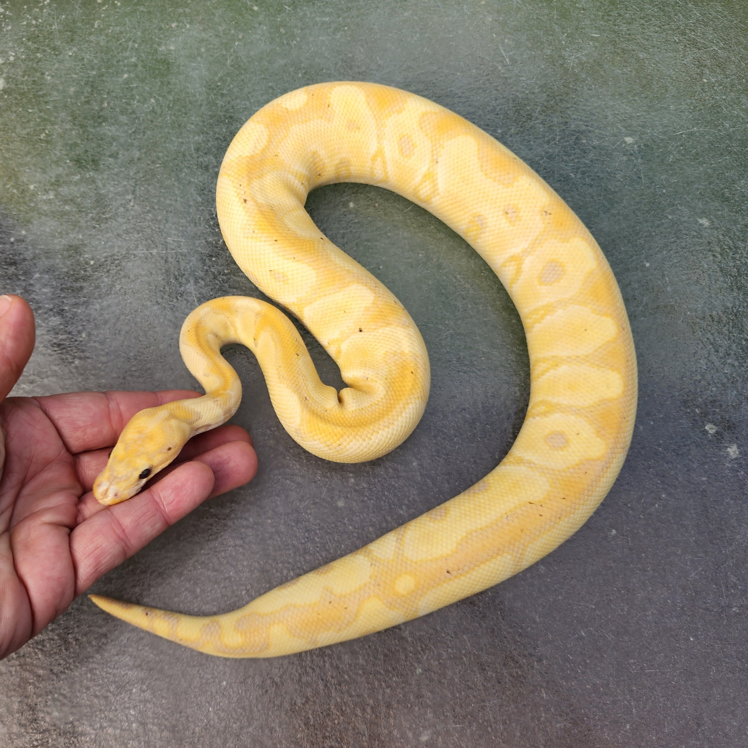Banana Clown Ball Python by Chung Reptiles - MorphMarket