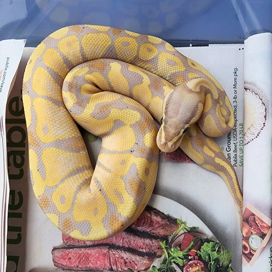 Citrus Pastel Coral Glow Ball Python by Chung Reptiles