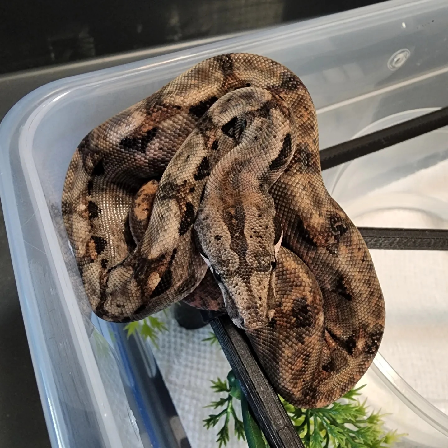 Central American Hypo Het T+ Albino Boa Constrictor by Chung Reptiles ...