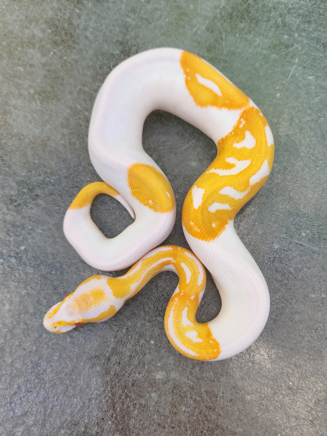 Albino Pied Ball Python by Chung Reptiles - MorphMarket
