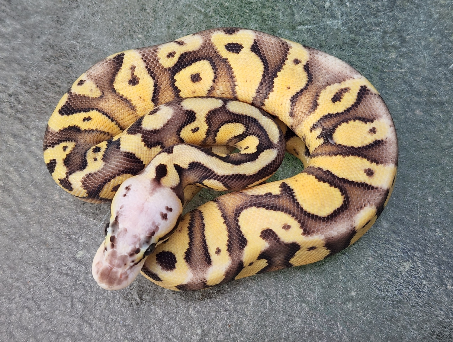Super Pastel Fire/Vanilla Het Desert Ghost Possible Chocolate Yellow ...