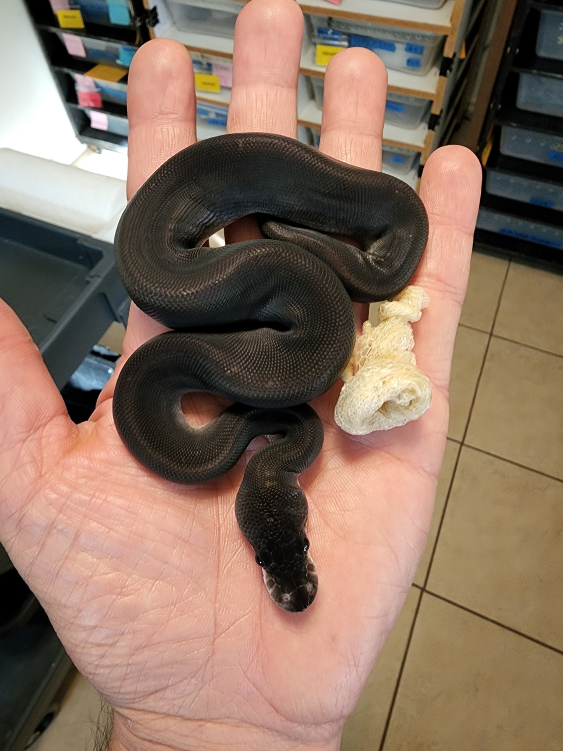 Cinnamon Black Pastel (Eight ) Ball Python by Chung Reptiles - MorphMarket