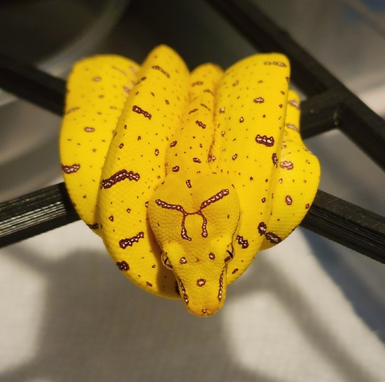 Green Tree Python UScbb by Chung Reptiles