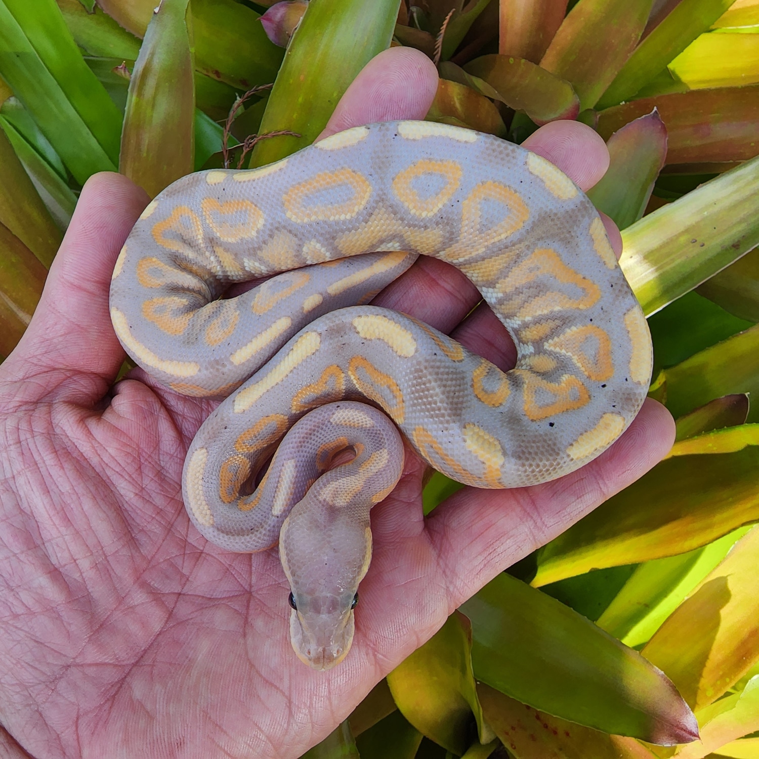 Cinnamon Coral Glow Ball Python by Chung Reptiles - MorphMarket