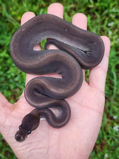 Black Pastel Cinnamon Ball Python by Chung Reptiles