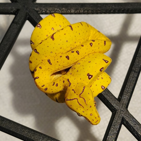 Yellow Neonate UScbb Green Tree Python by Chung Reptiles