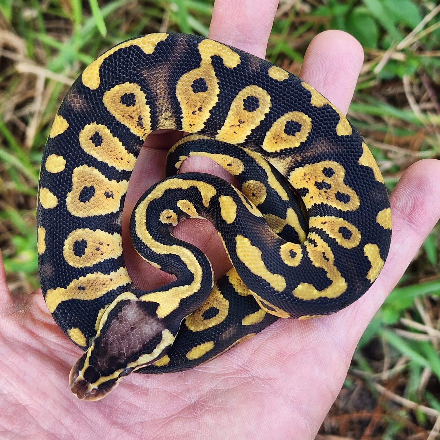 Pastel Chocolate Double Het Clown Desert Ghost Ball Python by Chung ...