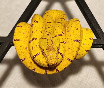 Yellow Neonate Green Tree Python by Chung Reptiles - MorphMarket