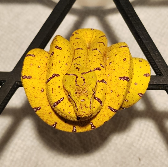 Yellow Neonate UScbb Green Tree Python by Chung Reptiles