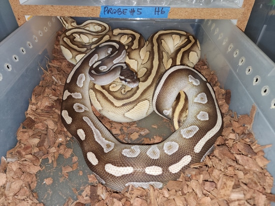 Pastel Lesser Possible Fire Ball Python by Chung Reptiles