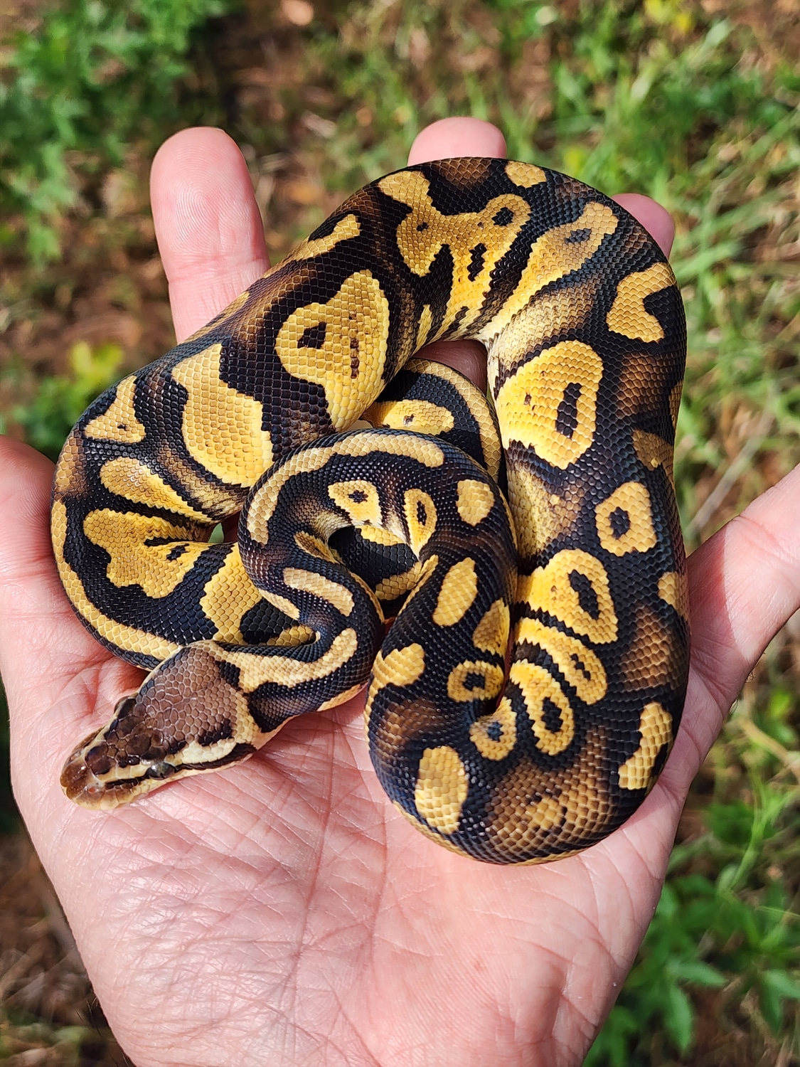 Pastel Chocolate Double Het Clown Desert Ghost Ball Python by Chung ...