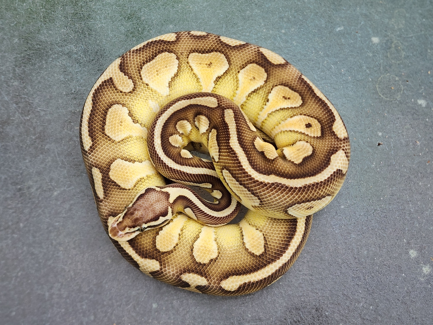 Pastel Butter Het Desert Ghost Ball Python by Chung Reptiles - MorphMarket