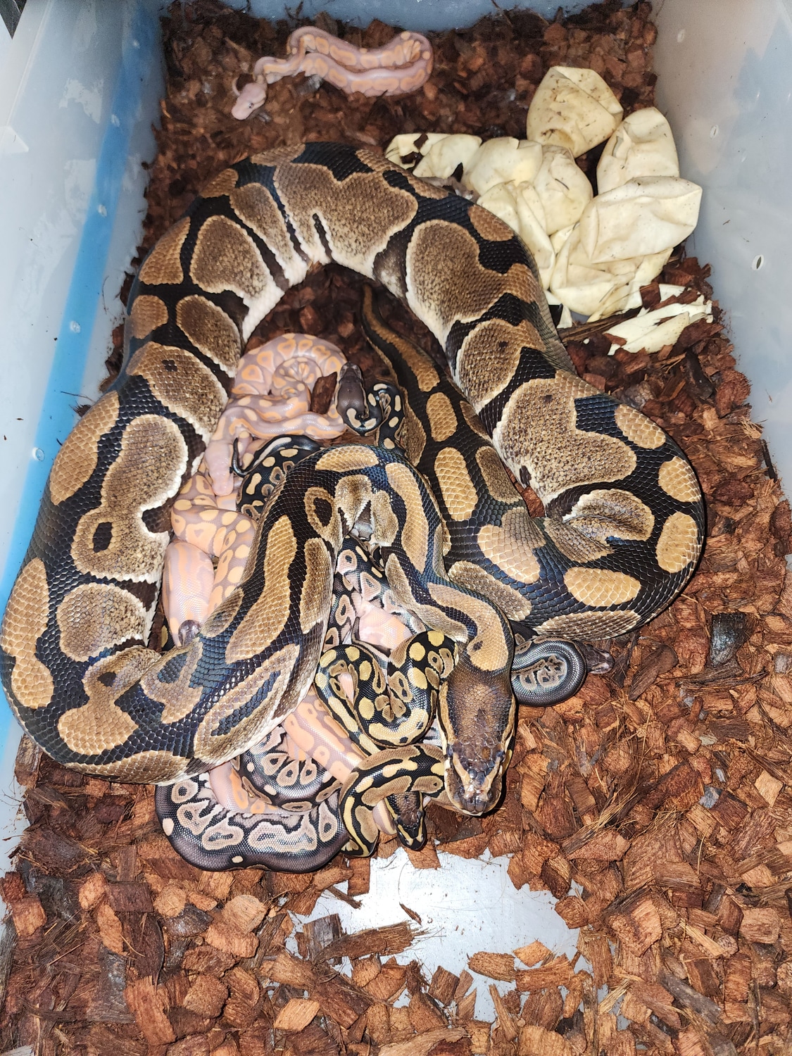 Dinker Ball Python by Chung Reptiles - MorphMarket