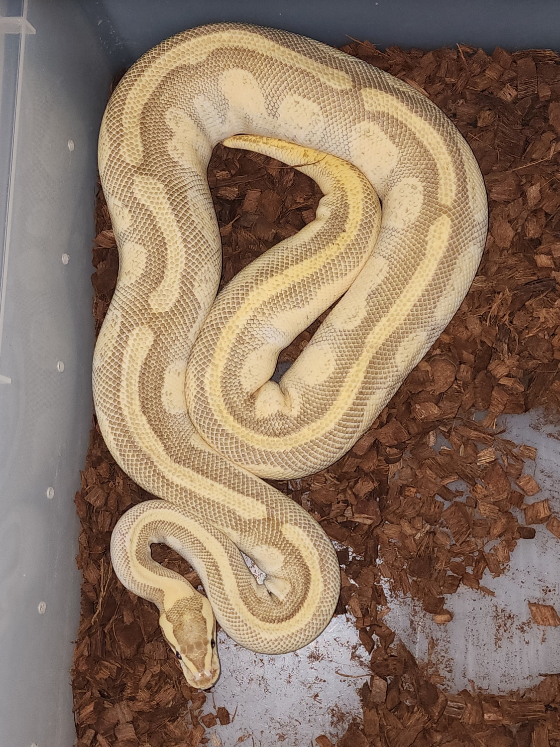 Enchi Lesser Lemonback Ball Python by Chung Reptiles - MorphMarket