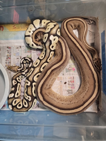 Pastel Chocolate Desert Ghost Ball Python by Chung Reptiles