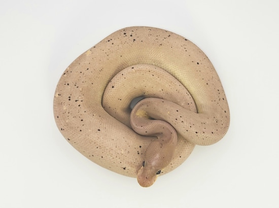 Coral Glow Black Pastel Cinnamon (Eightball) Ball Python by Chung Reptiles