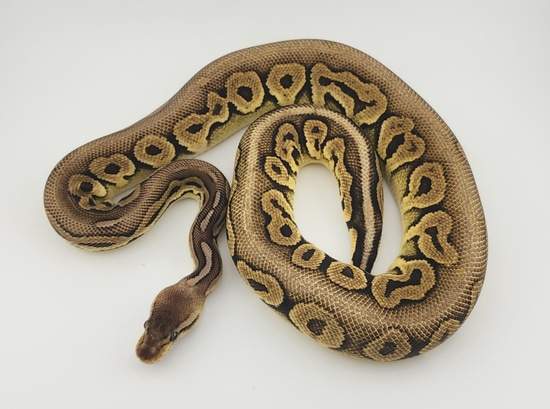 Citrus Pewter Ball Python by Chung Reptiles