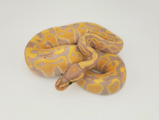 Banana Double Het Clown Albino/Candy Ball Python by Chung Reptiles